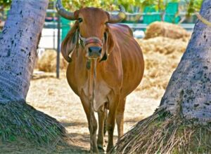 Breeds – Farm Kadalur